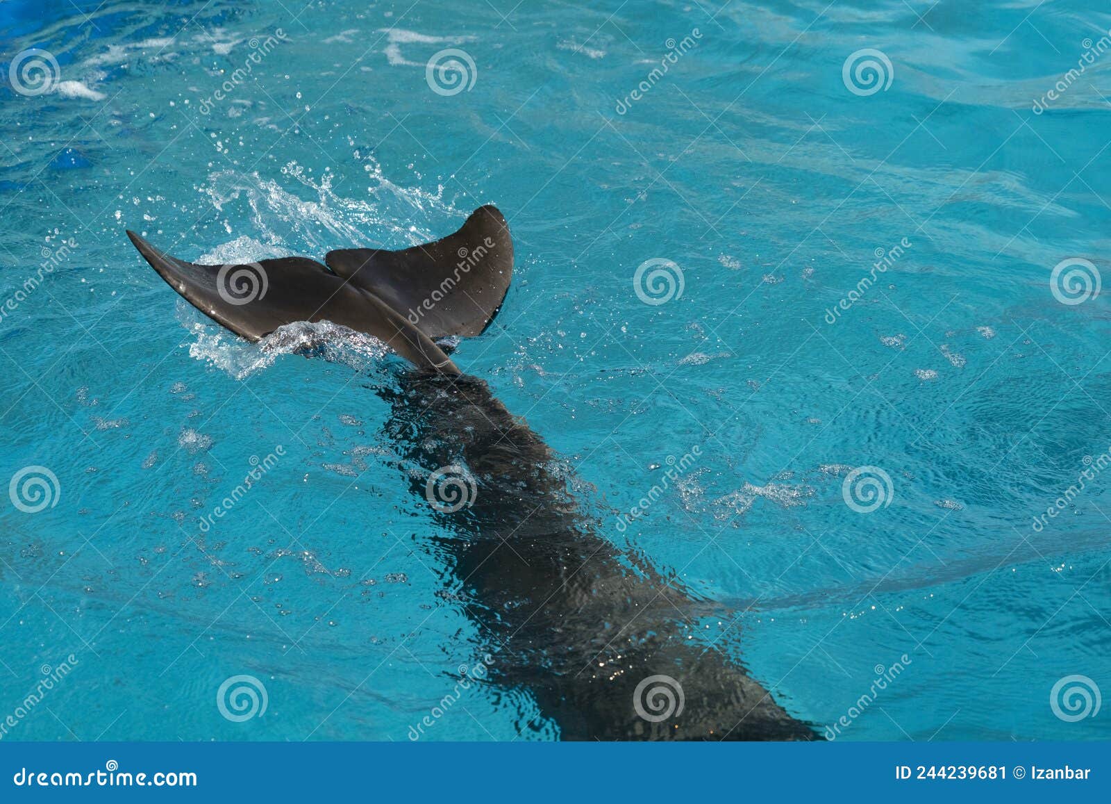 Aquarium Dolphin Tail Close Up Stock Image - Image of travel, blue ...