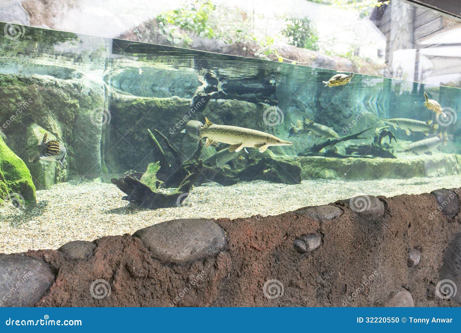 Aquarium stock photo. Image of aquarium, fish, alligator - 32220550
