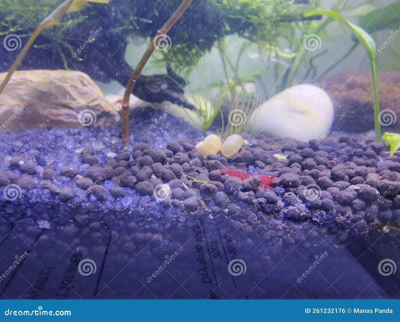Aquarium Exotic Fish Shrimps Planted Aquarium Stock Photo - Image of ...