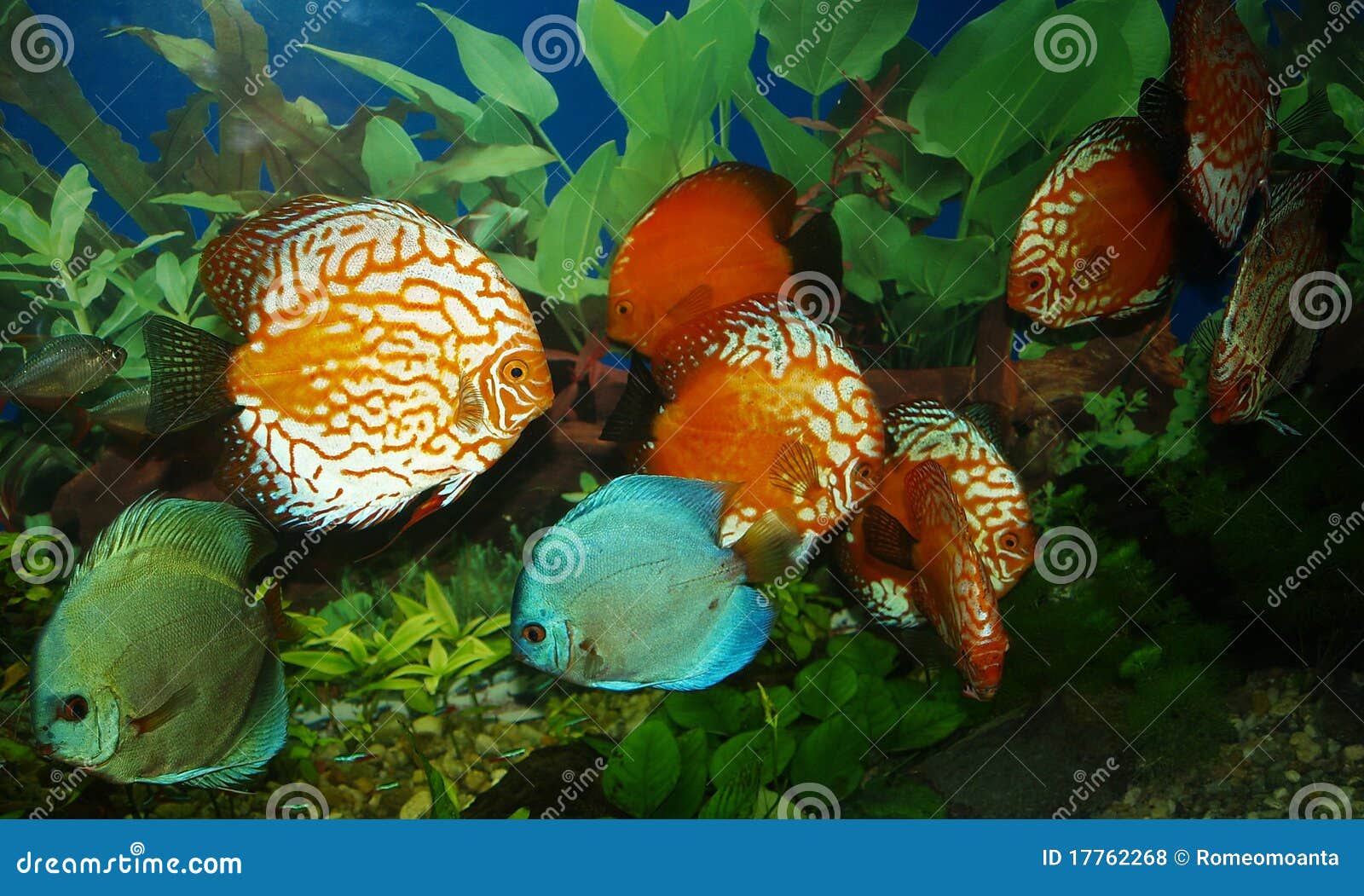 2,008 Aquarium Diversity Fish Stock Photos - Free & Royalty-Free Stock ...