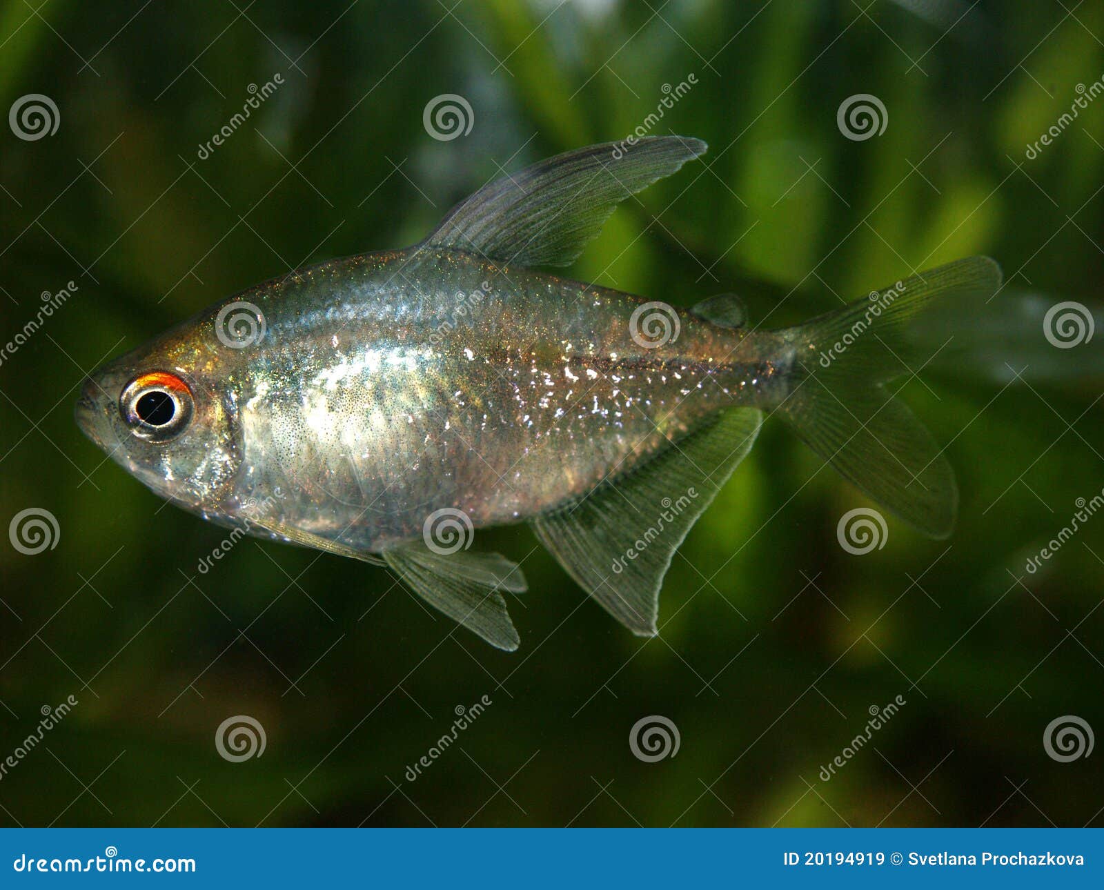 Pittieri Female Stock Photos - Free & Royalty-Free Stock Photos from ...