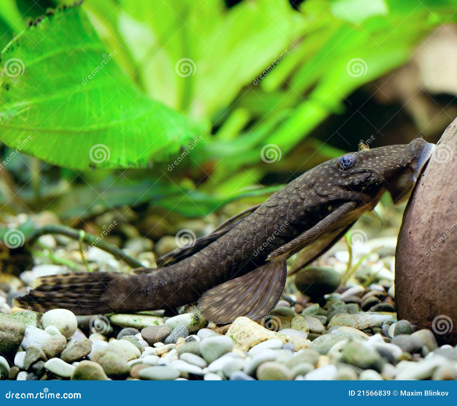 Aquarium Fish stock image. Image of fish, weed, ground - 21566839