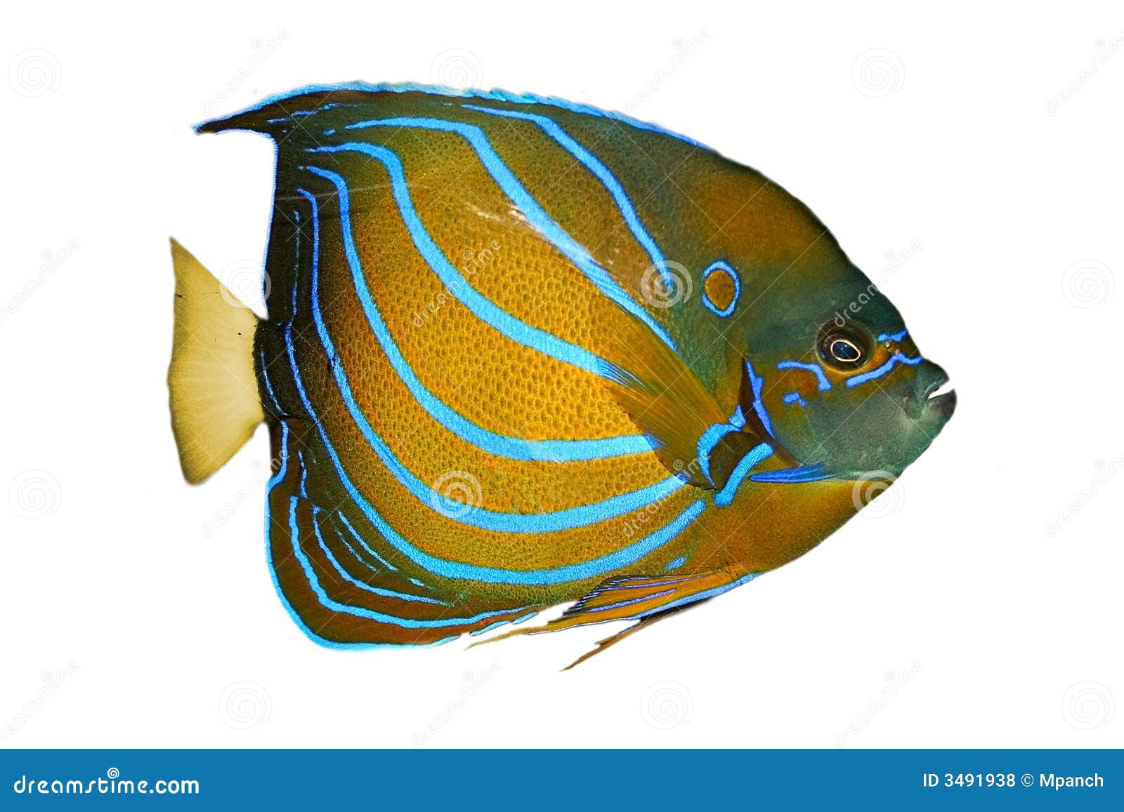 Aquarium Fish Stock Photography | CartoonDealer.com #17092508