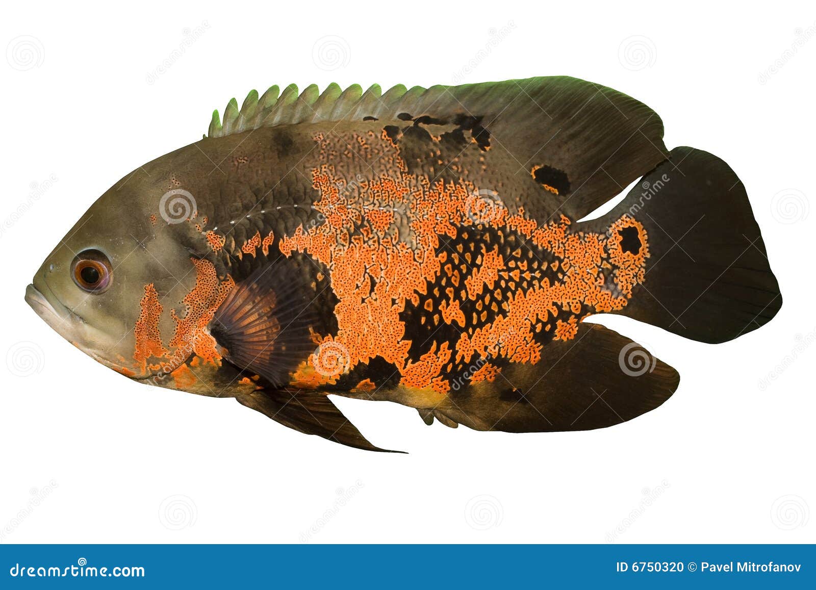 Aquarium Fish Stock Photography | CartoonDealer.com #17092508