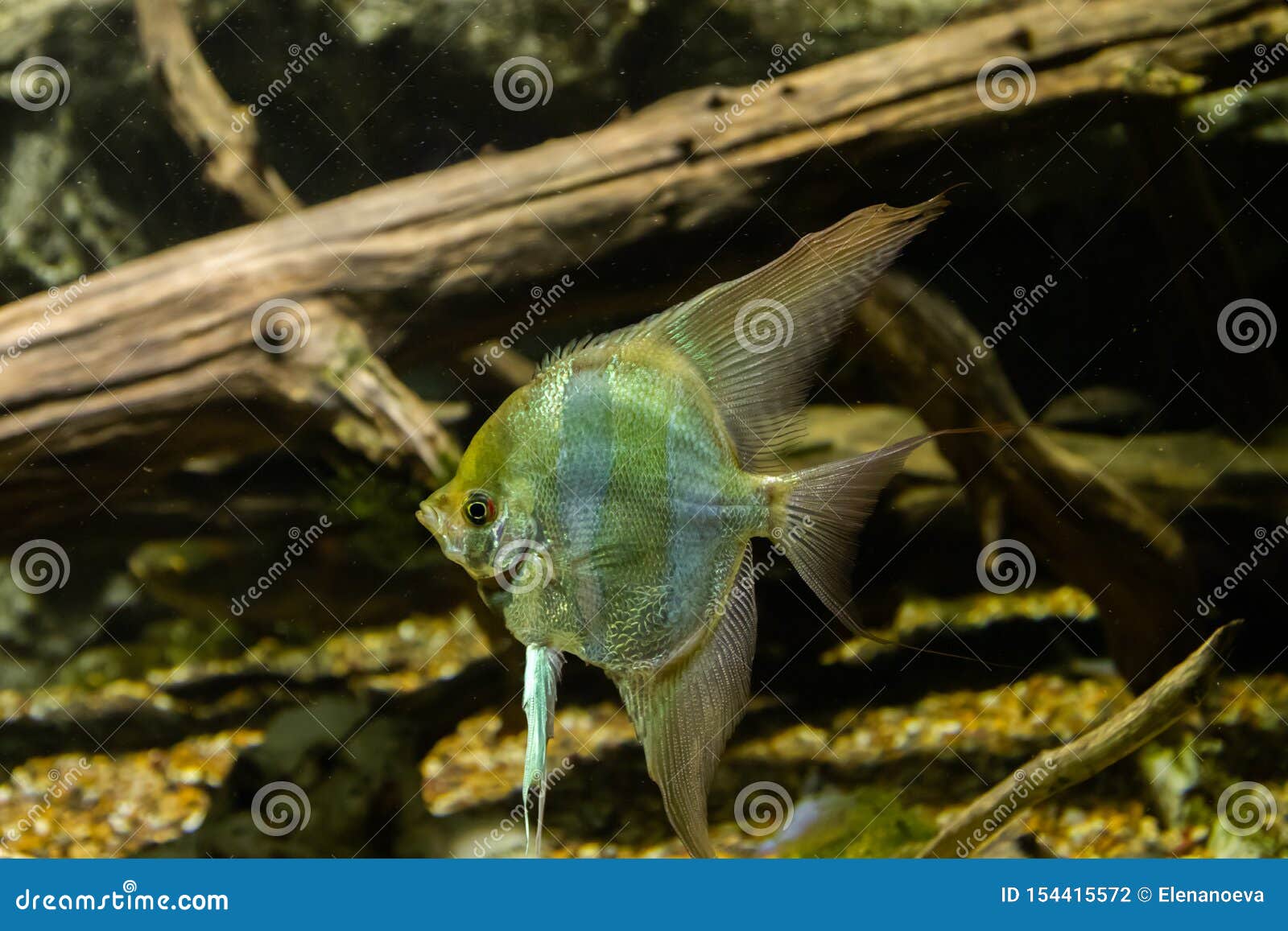 Aquarium Fish Angel Fish in the Water Stock Photo - Image of camouflage ...
