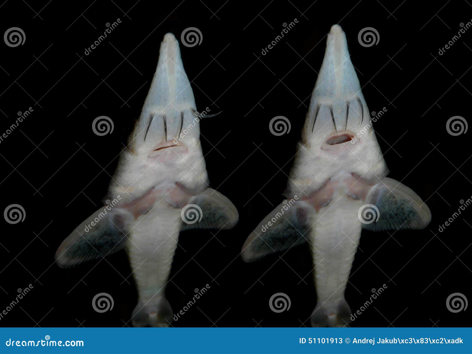Aquarium Fish from Asia. Sterlet Stock Image - Image of tetrazona, asia ...
