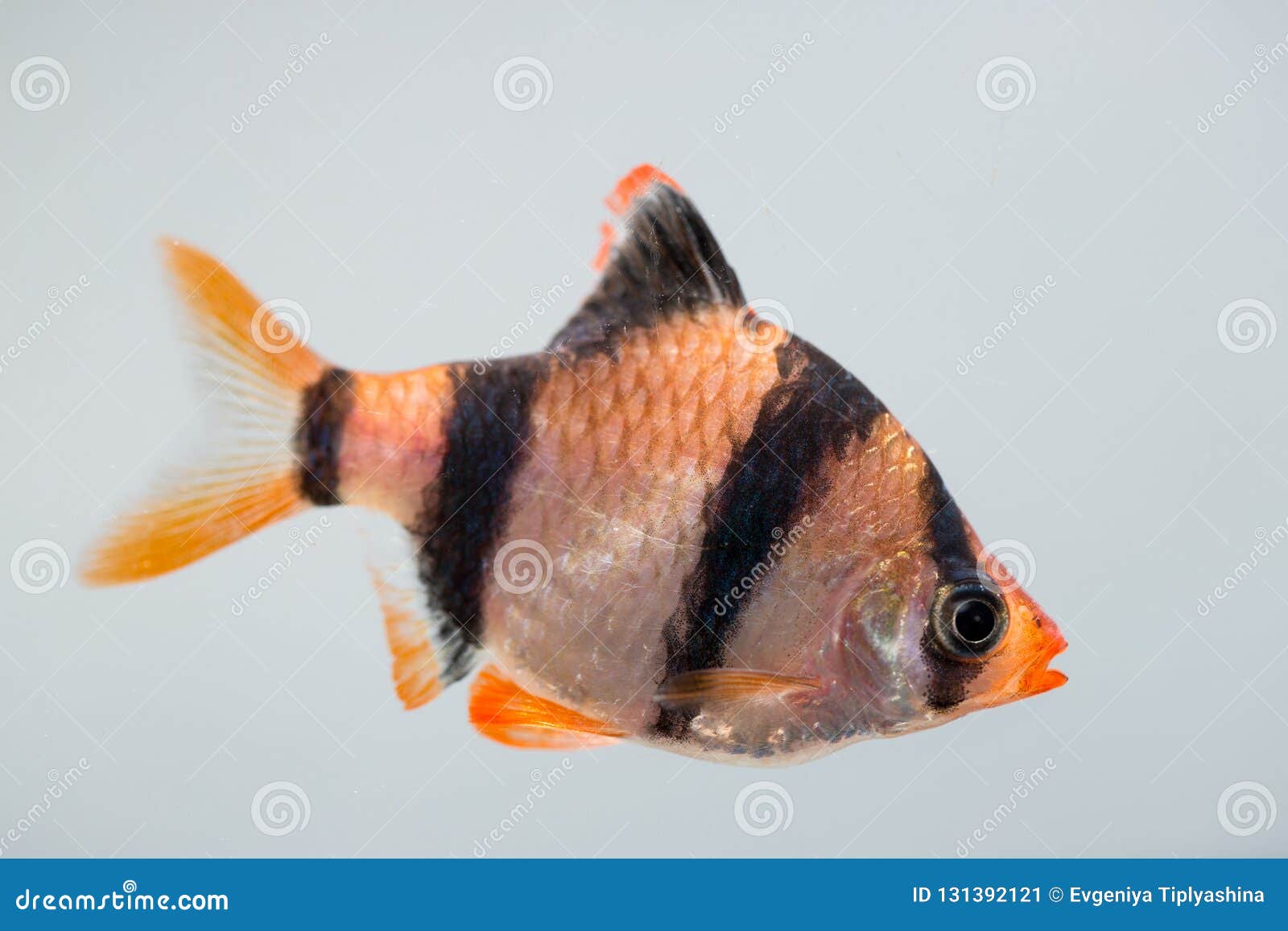 Aquarium Fish Barbus in an Aquarium Stock Image - Image of underwater ...