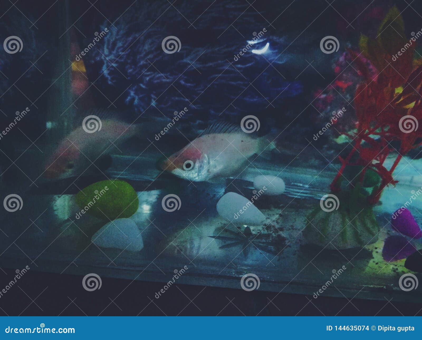 Aquarium fish stock photo. Image of visions, aesthetic - 144635074