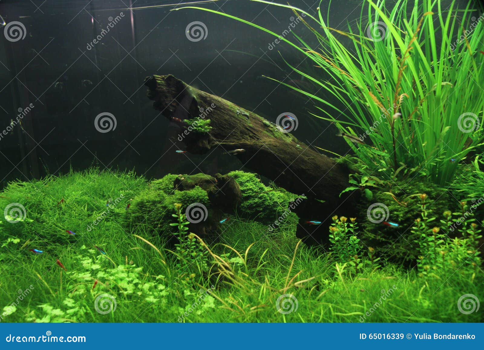 Aquarium Fish in a Beautiful Green Landscape Stock Image - Image of ...