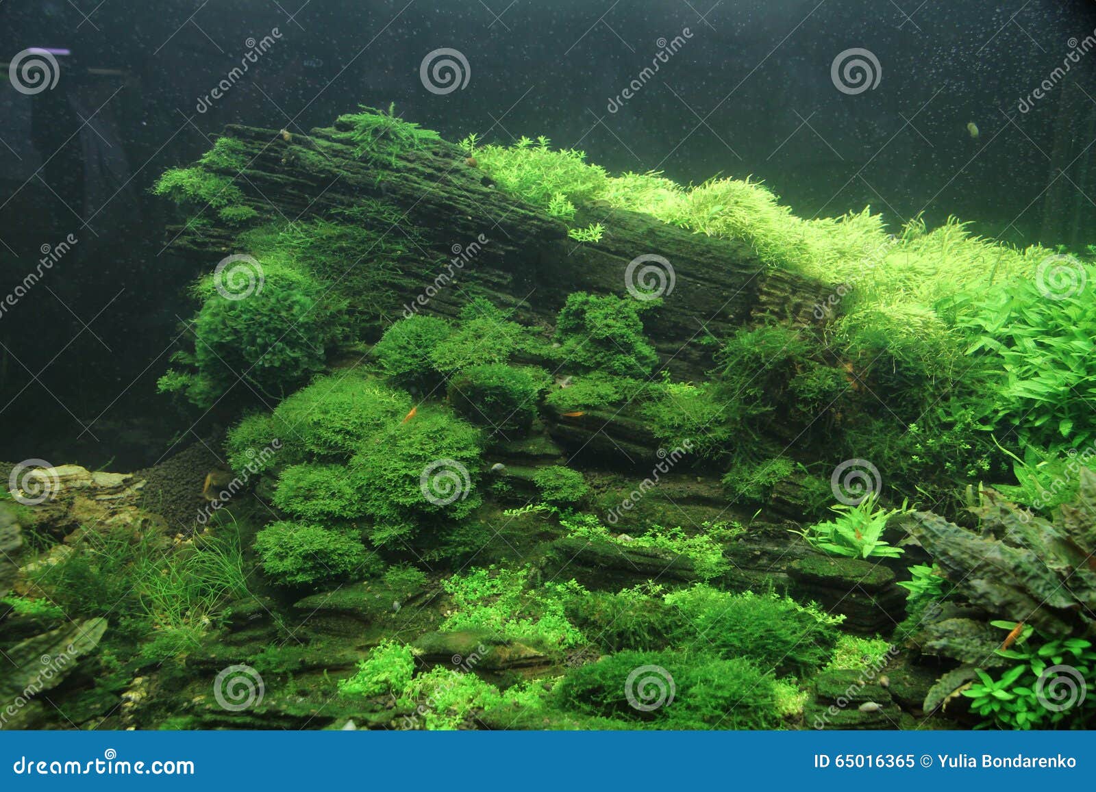 Aquarium Fish in a Beautiful Green Landscape Stock Image - Image of ...