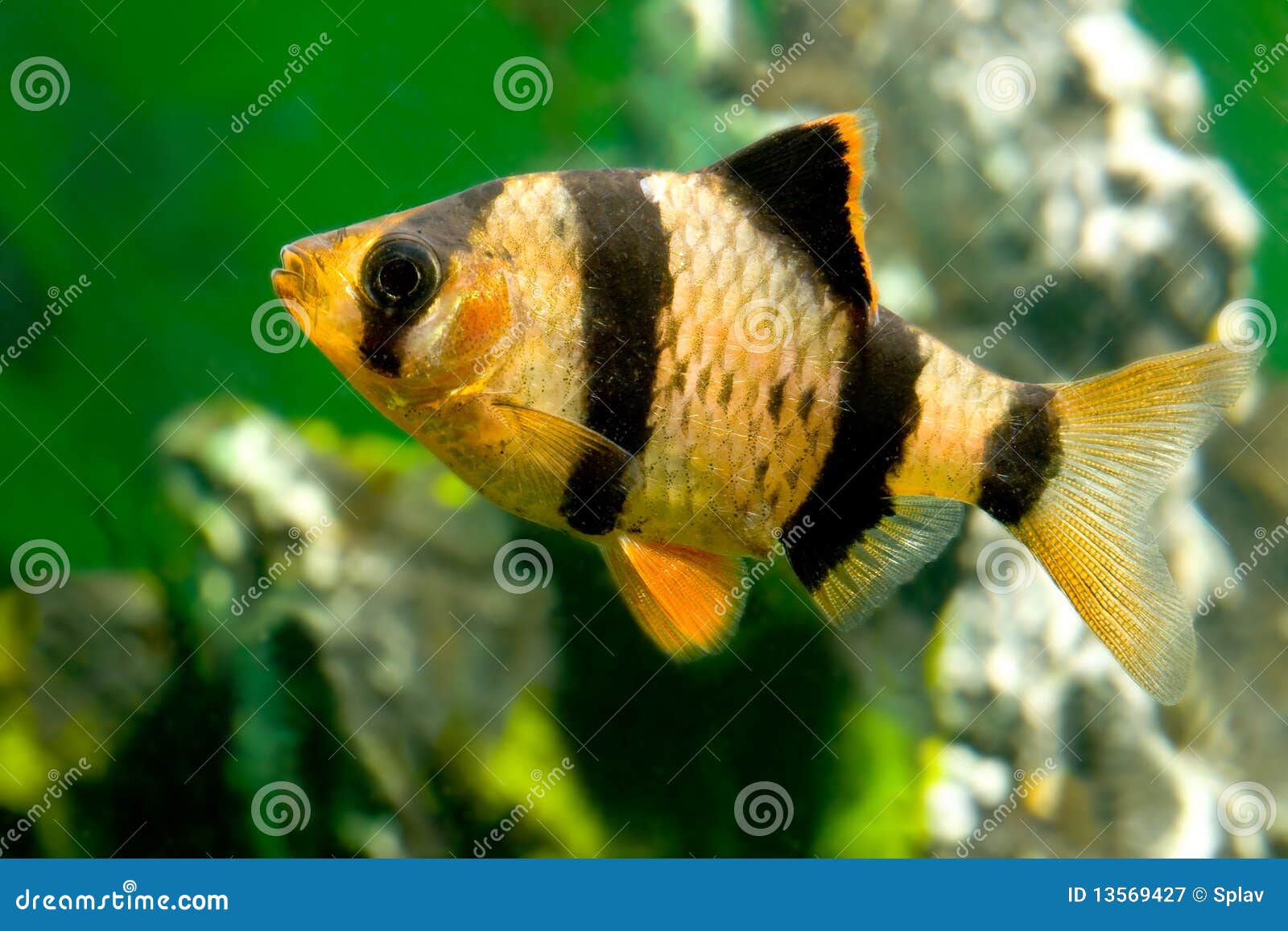 Aquarium Fish Capoeta Tetrazona Stock Image - Image of coast ...