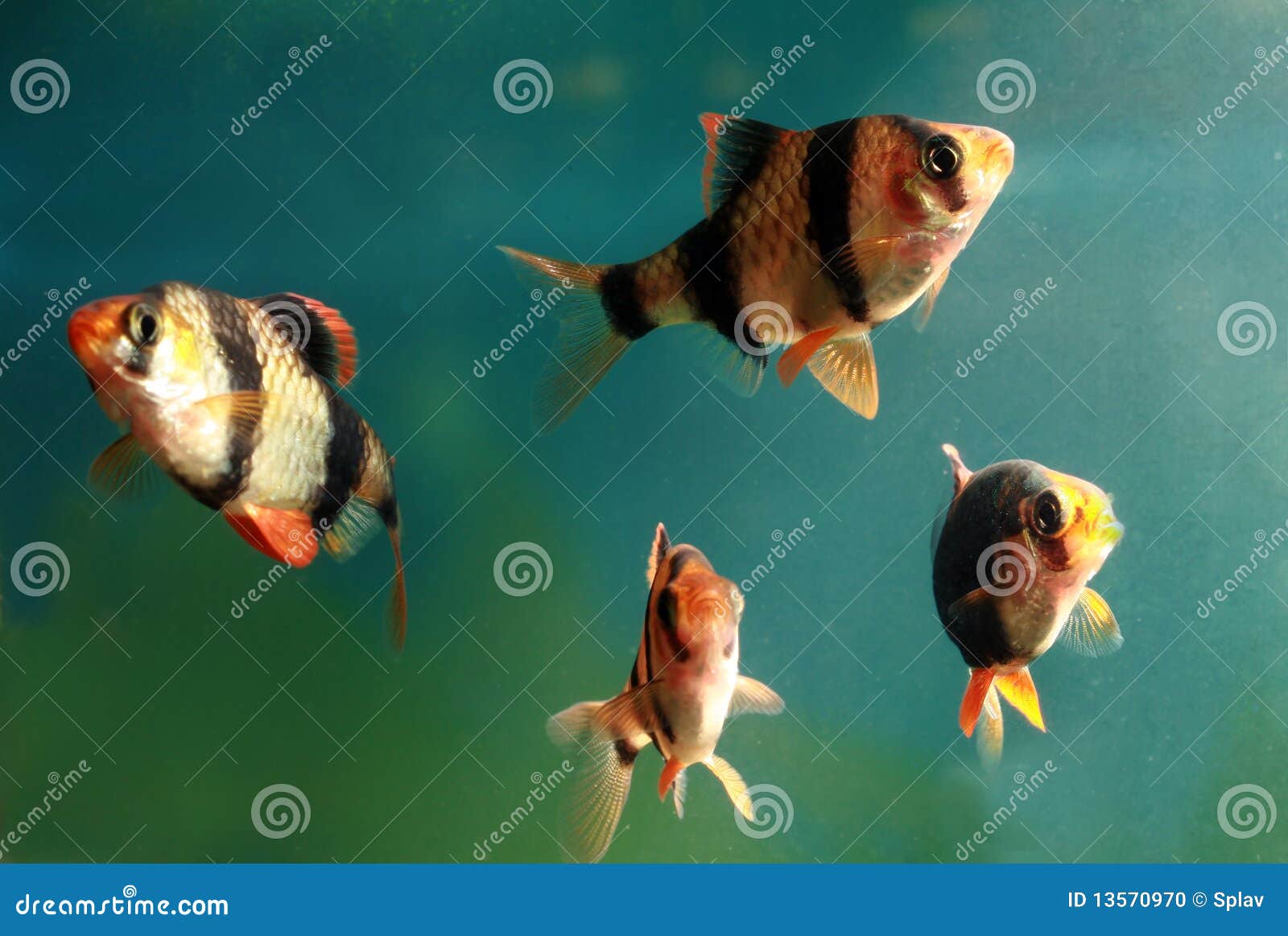 Aquarium Fish Capoeta Tetrazona Stock Photo - Image of nature ...