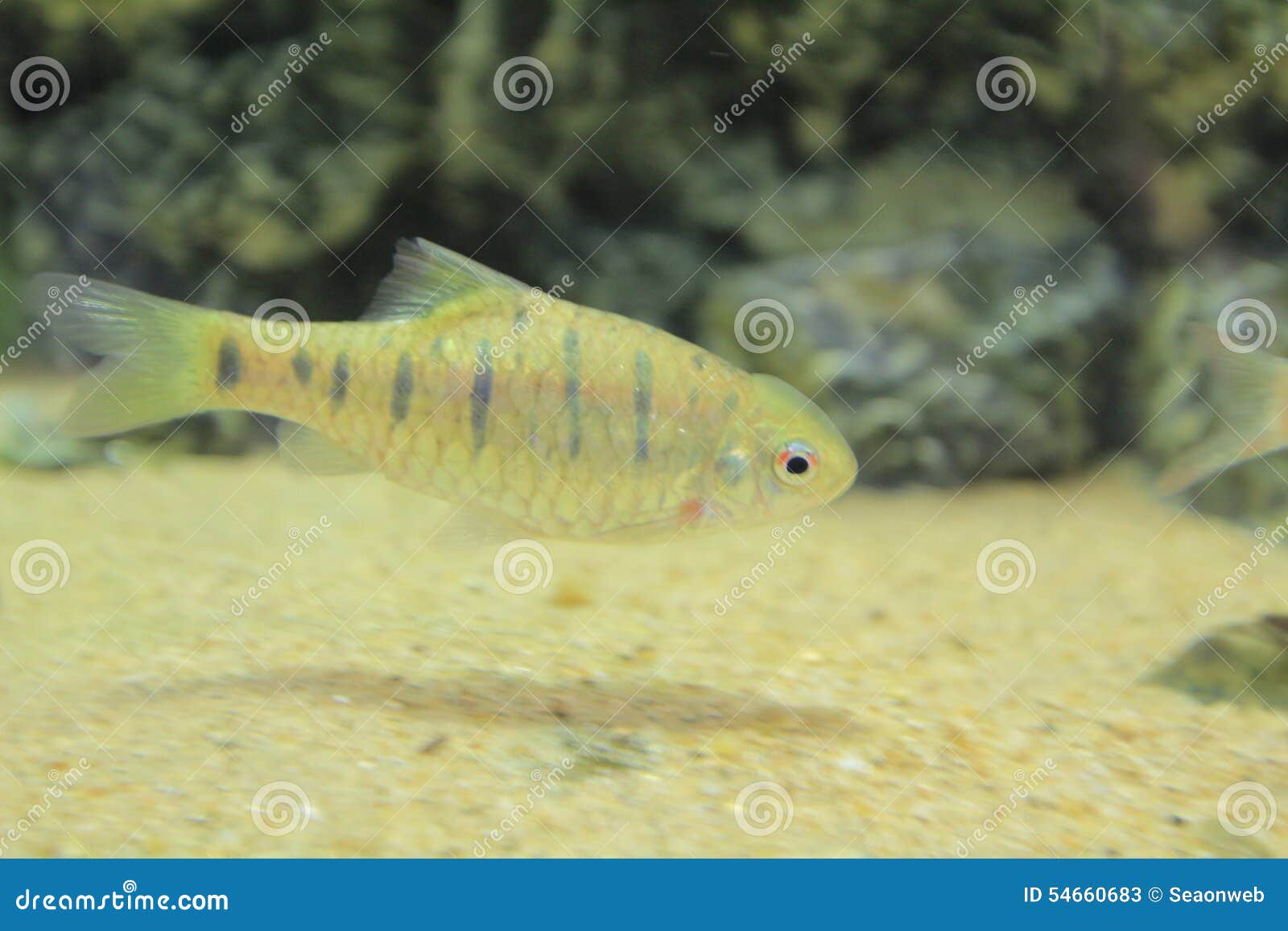 Aquarium Fish of Chinese Barb Stock Image - Image of blue, underwater ...