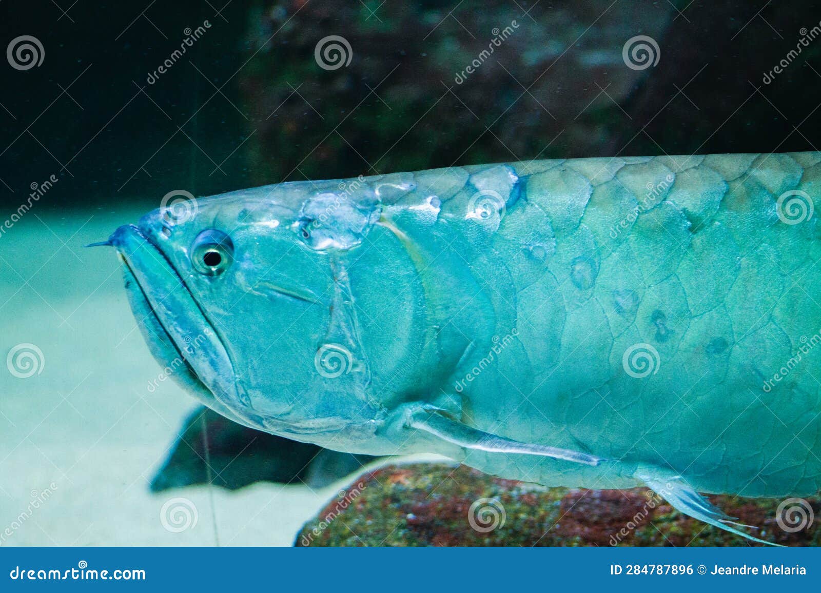 Aquarium Fish, Close-up of a Freshwater Fish Stock Photo - Image of ...
