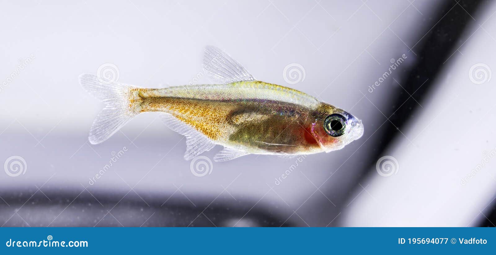 Aquarium Fish, Close-up Photography, Studio Photography Stock Image ...