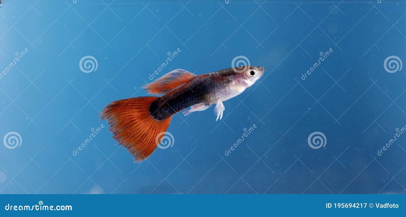 Aquarium Fish, Close-up Photography, Studio Photography Stock Image ...