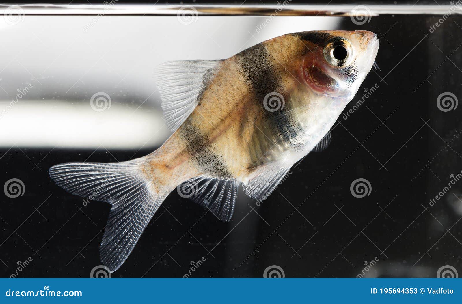 Aquarium Fish, Close-up Photography, Studio Photography Stock Image ...