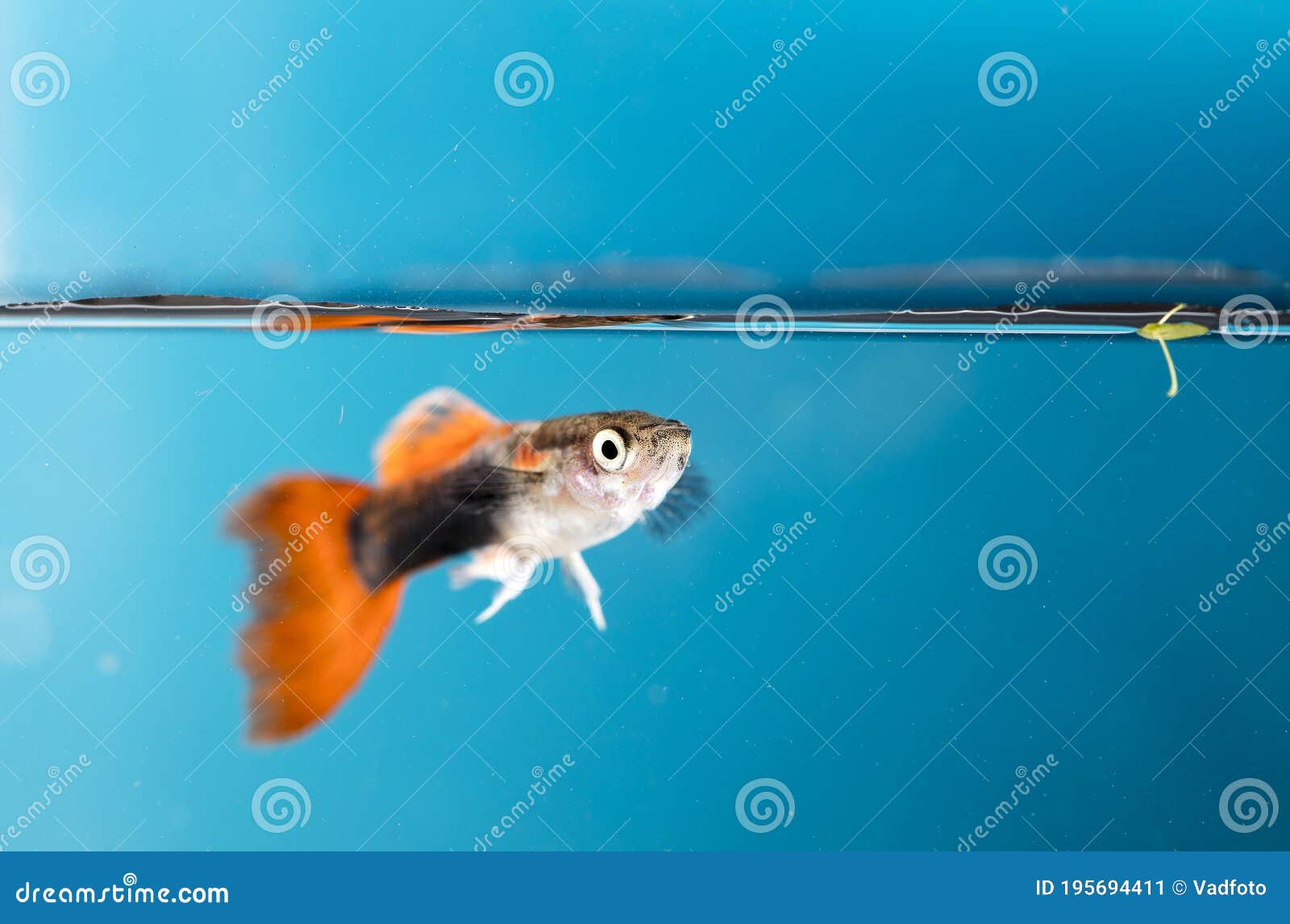 Aquarium Fish, Close-up Photography, Studio Photography Stock Image ...
