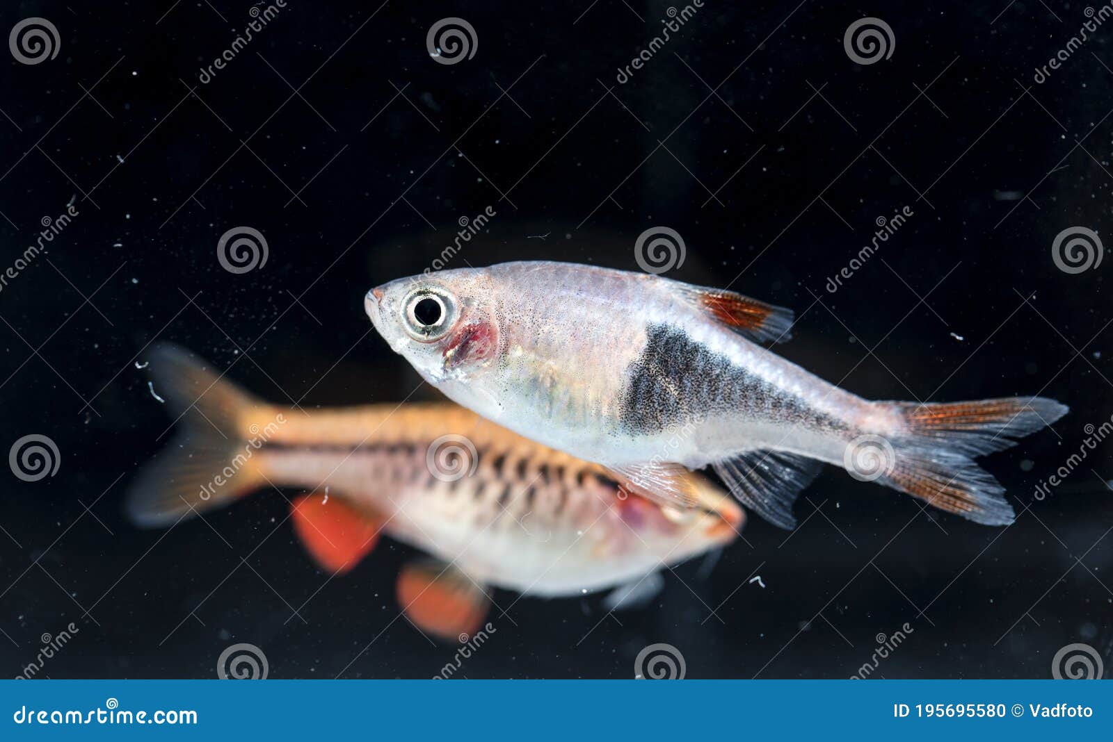 Aquarium Fish, Close-up Photography, Studio Photography Stock Photo ...