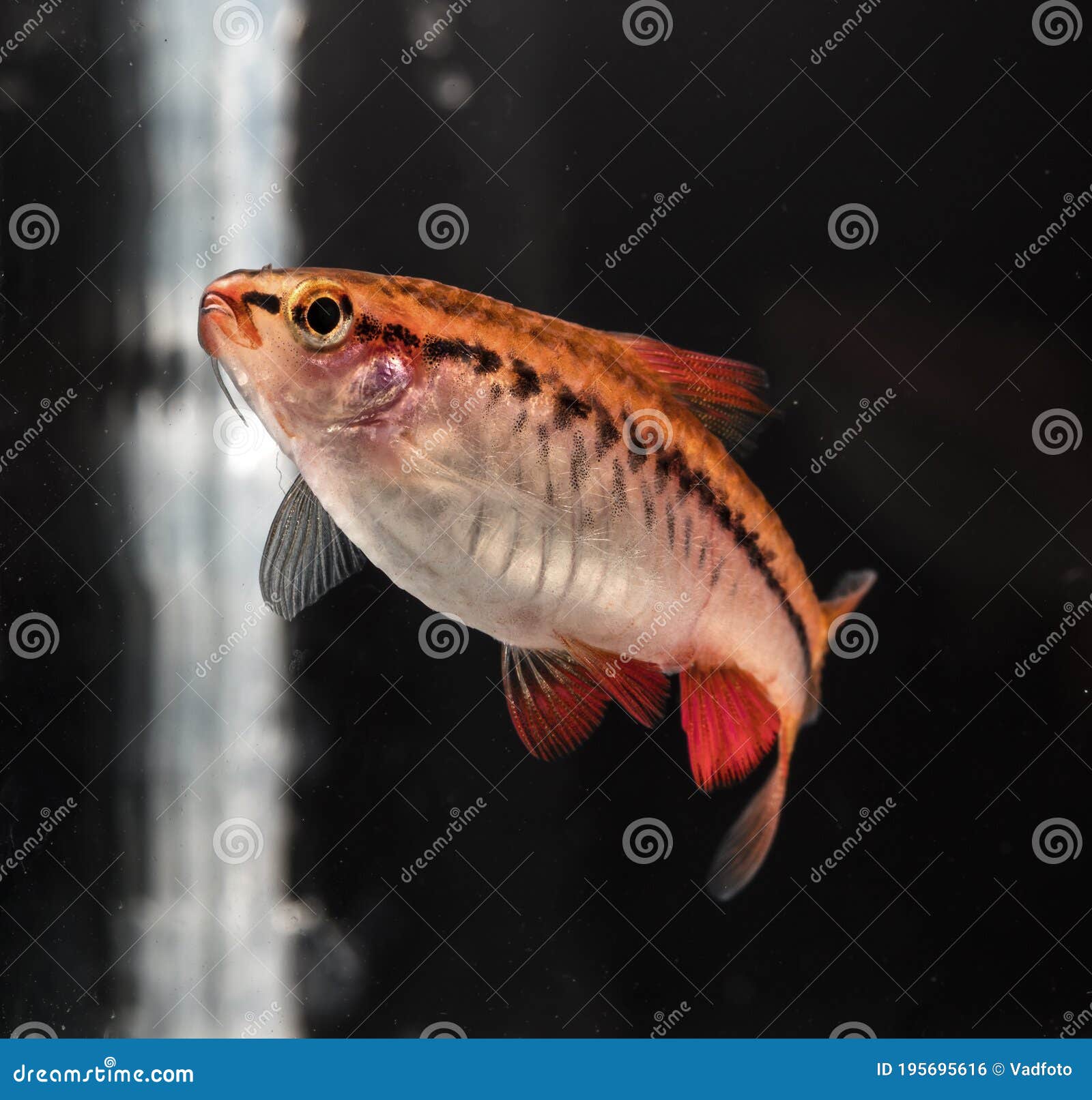 Aquarium Fish, Close-up Photography, Studio Photography Stock Photo ...