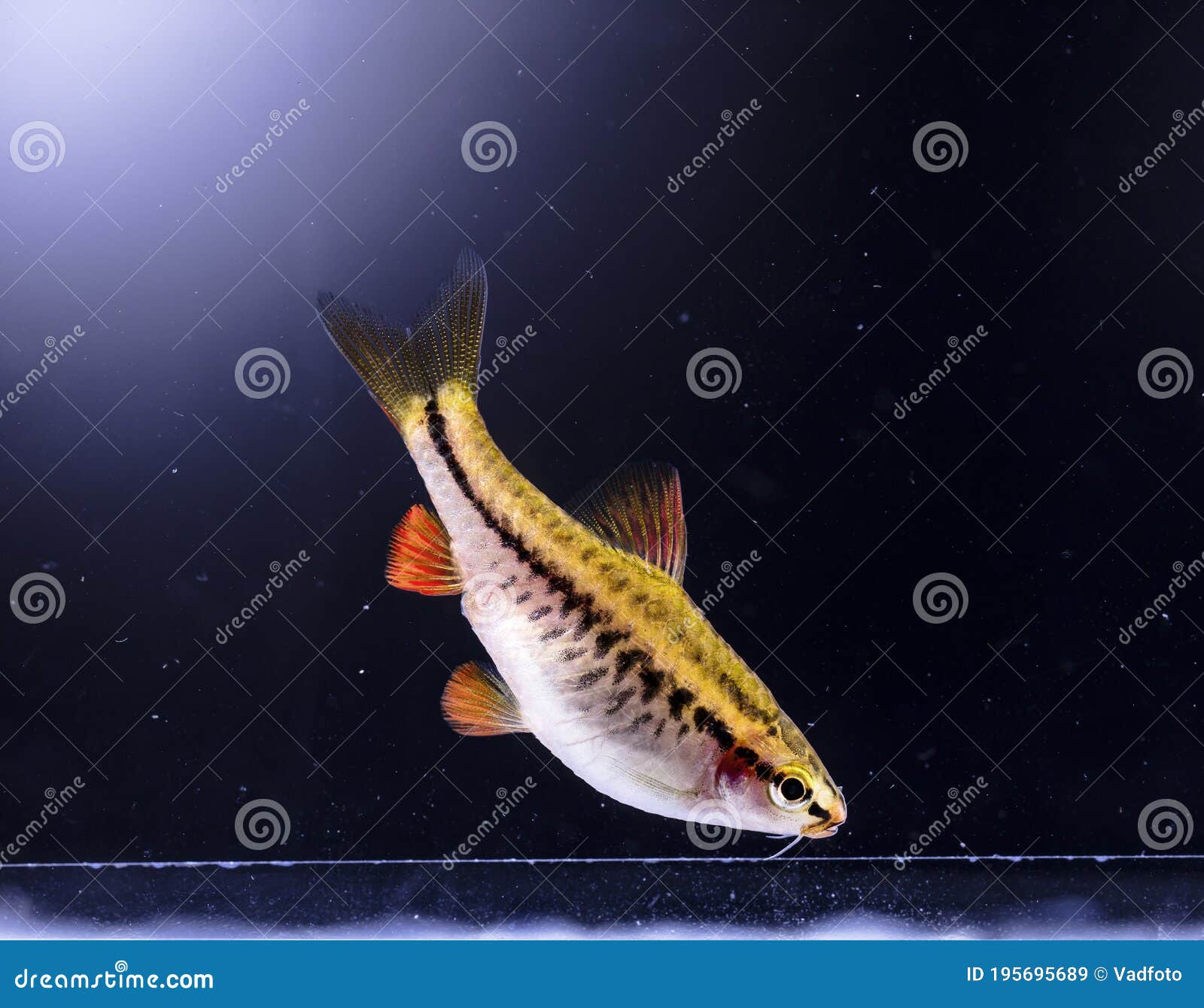 Aquarium Fish, Close-up Photography, Studio Photography Stock Image ...