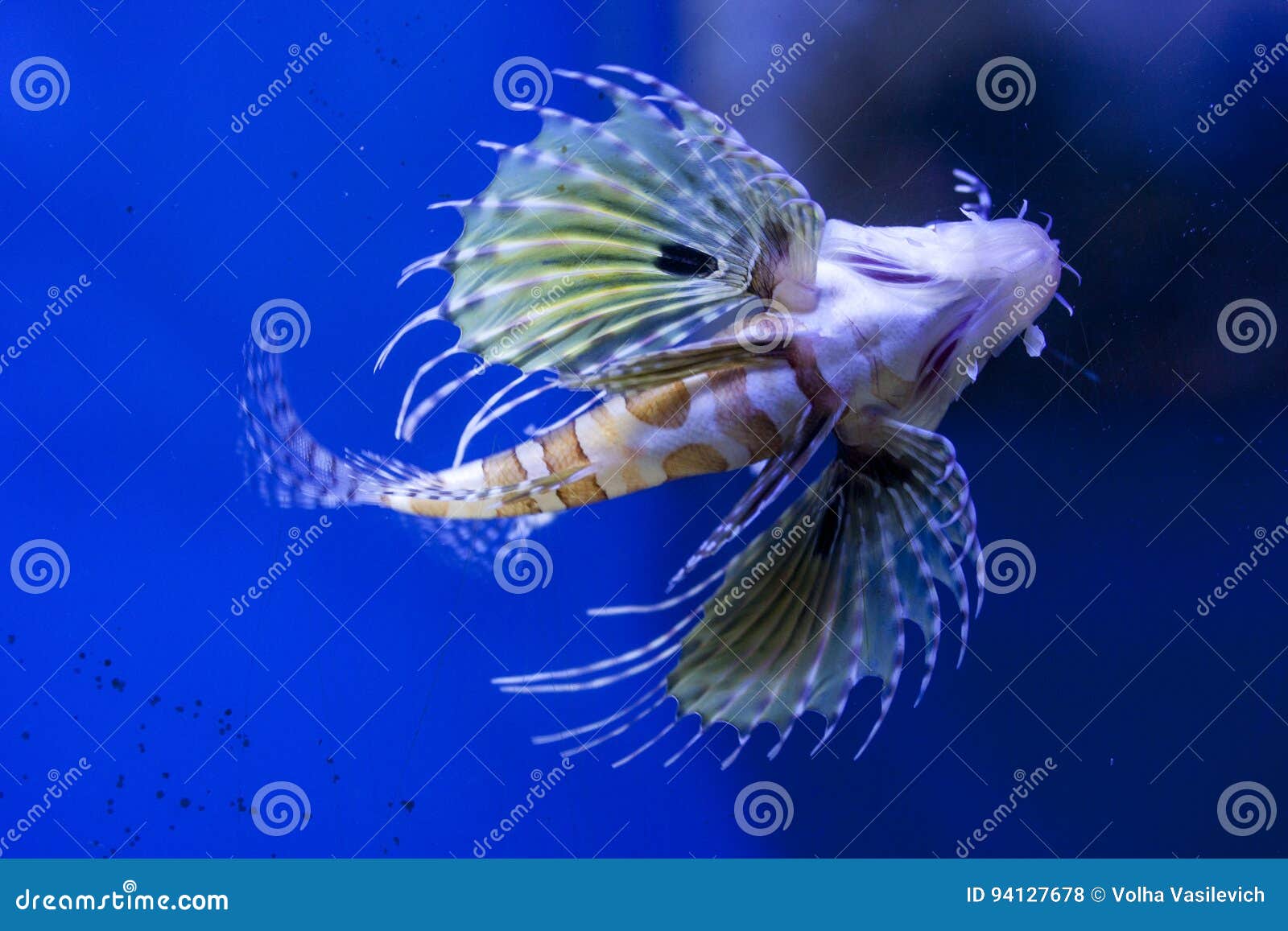 Aquarium Fish Close-up View from Below Stock Photo - Image of volitans ...