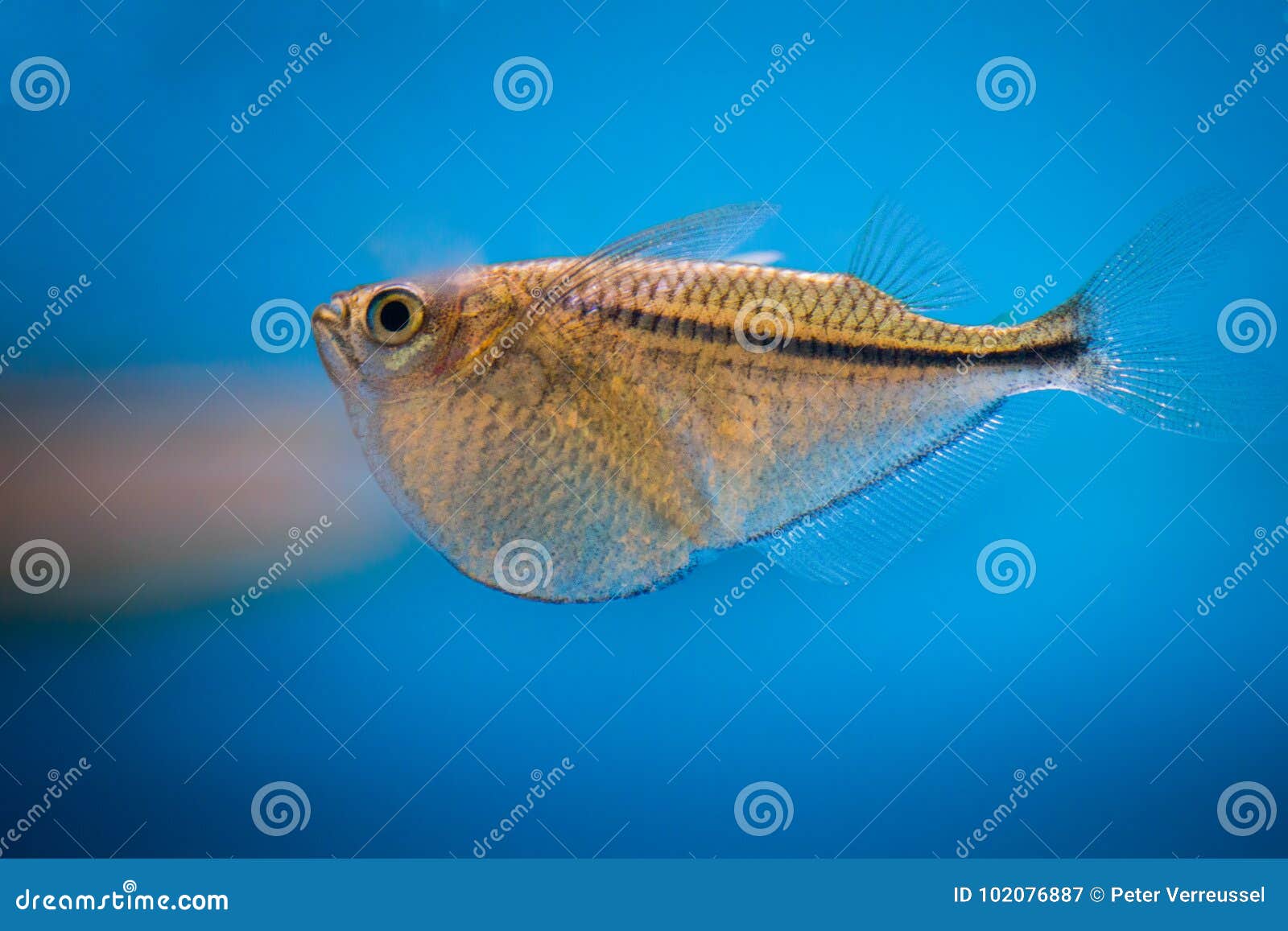 Common Hatchetfish - Gasteropelecus Sternicla Royalty-Free Stock Photo ...