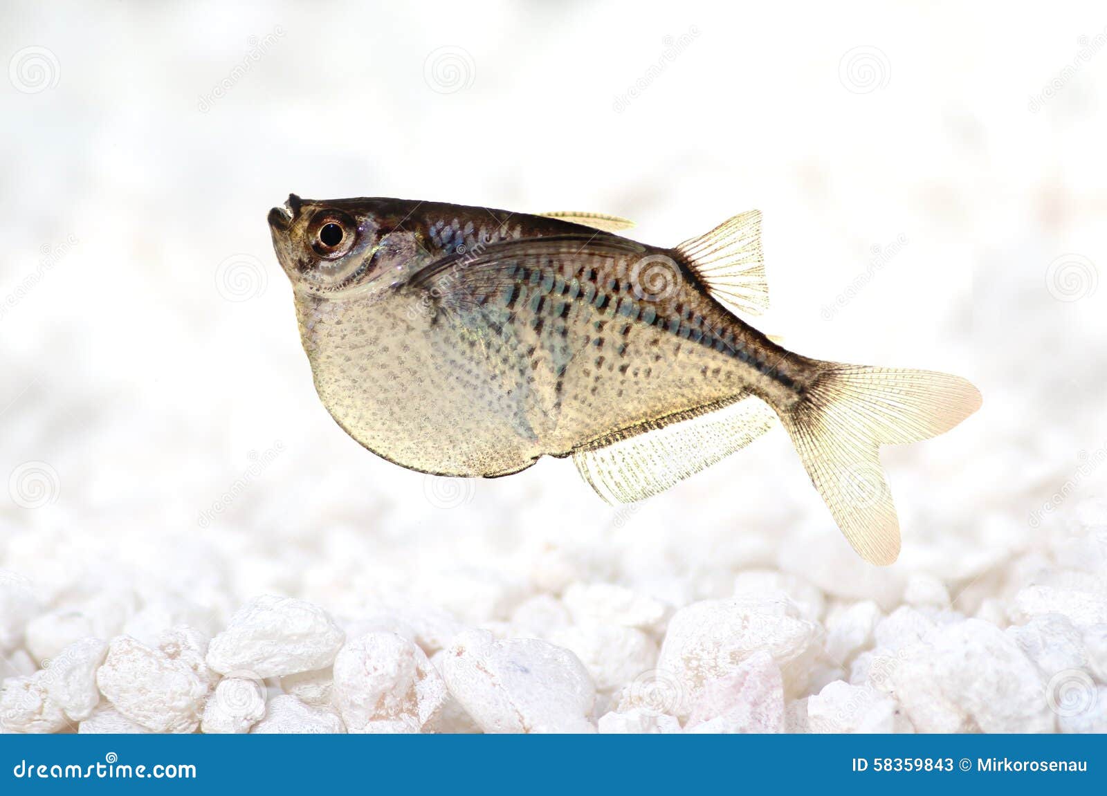 Fish Common Pandora, Pink Sea Bream Isolated On White Background ...