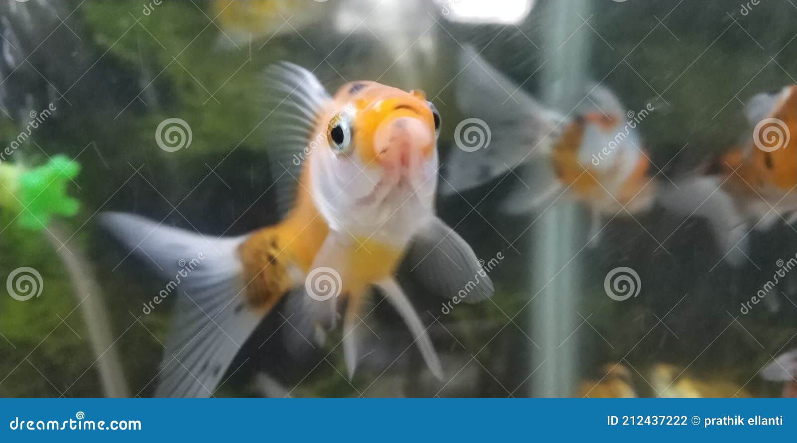 Aquarium fish stock photo. Image of feeling, happy, aquarium - 212437222