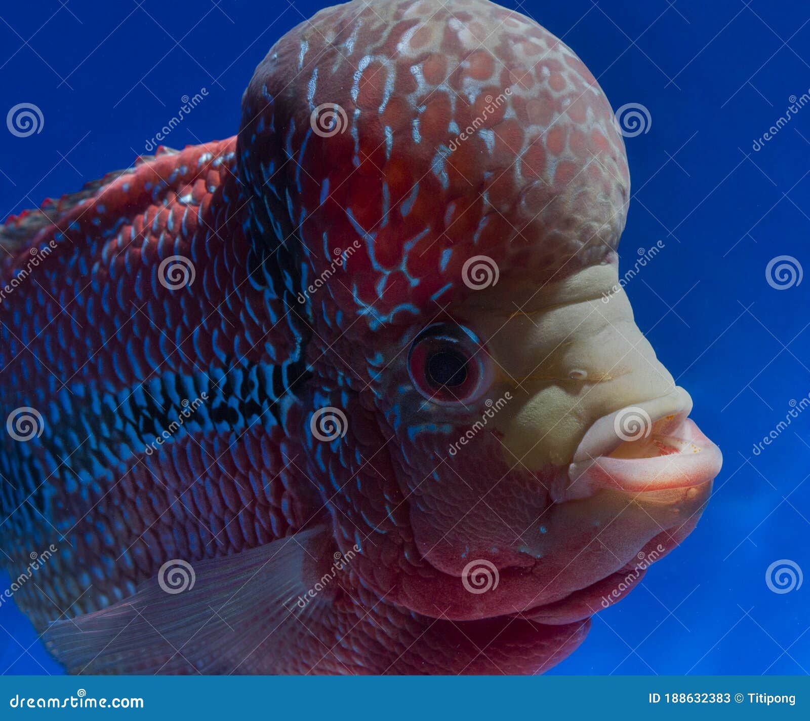 Aquarium Fish, Flower Horn Fish on Blue Screen Stock Image - Image of ...
