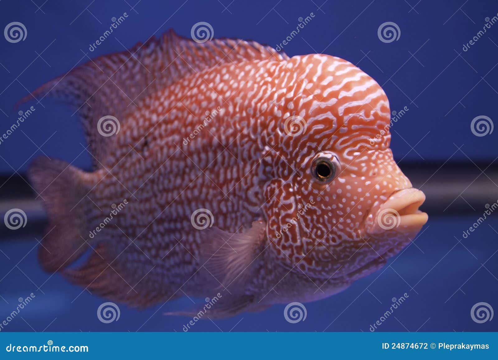 Aquarium Fish, Flower Horn Fish Stock Photo - Image of pattern, exotic ...