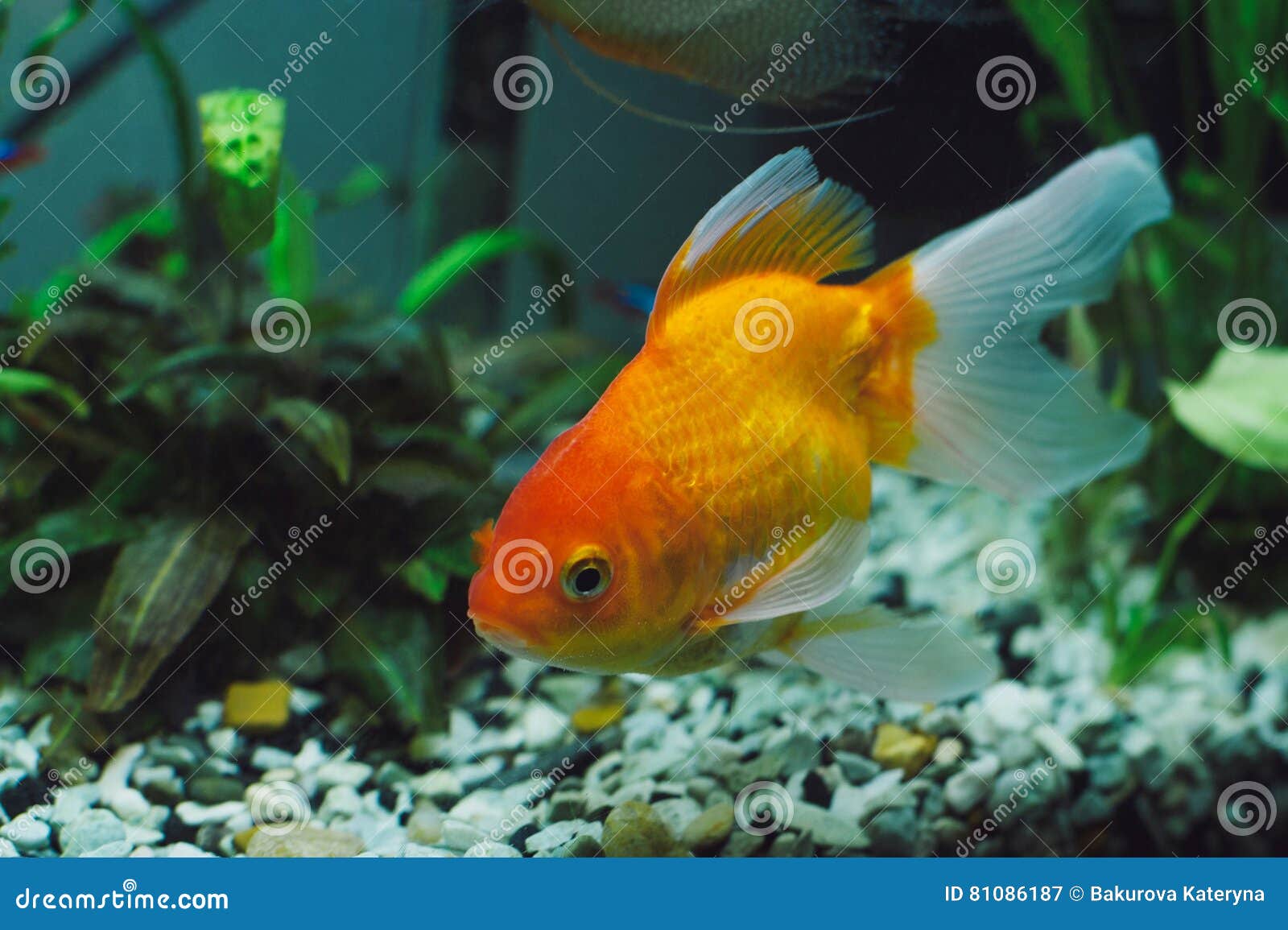 Aquarium fish - goldfish stock image. Image of water - 81086187
