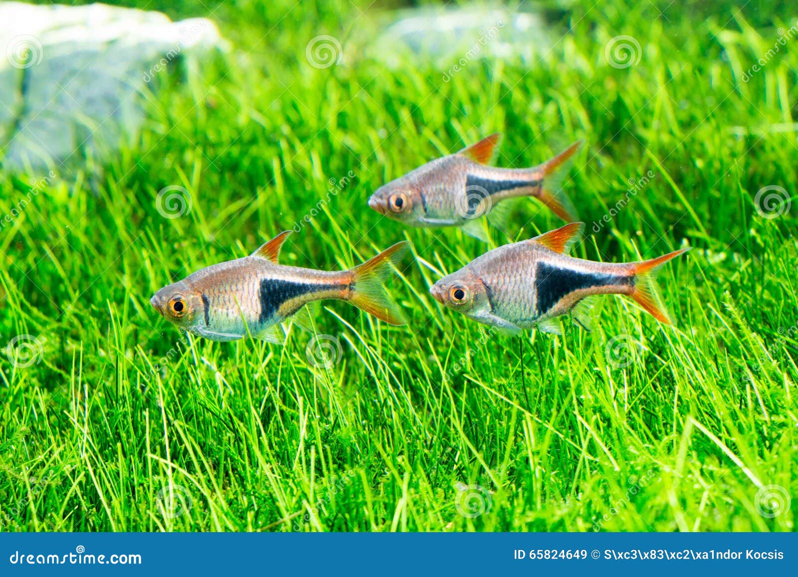 Fish On Grass Stock Photo | CartoonDealer.com #75056058