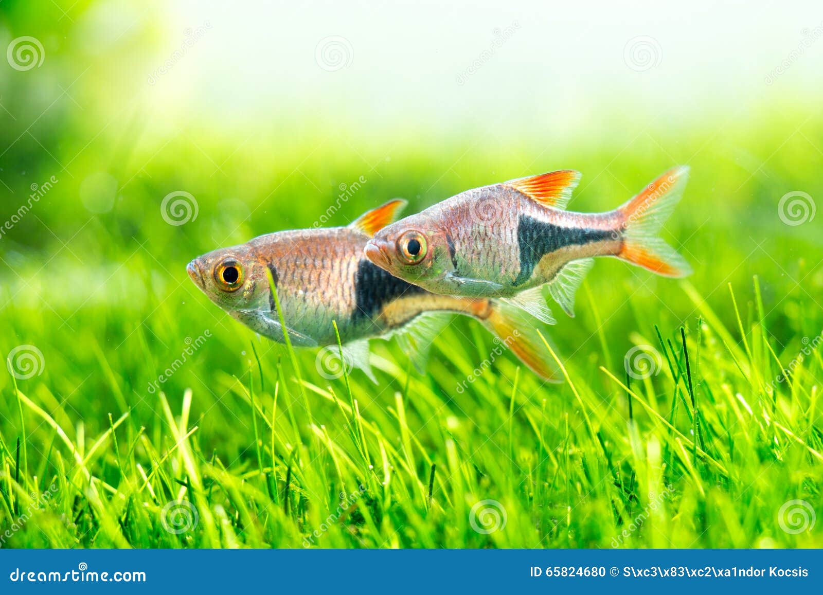 Fish On Grass Stock Photo | CartoonDealer.com #75056058