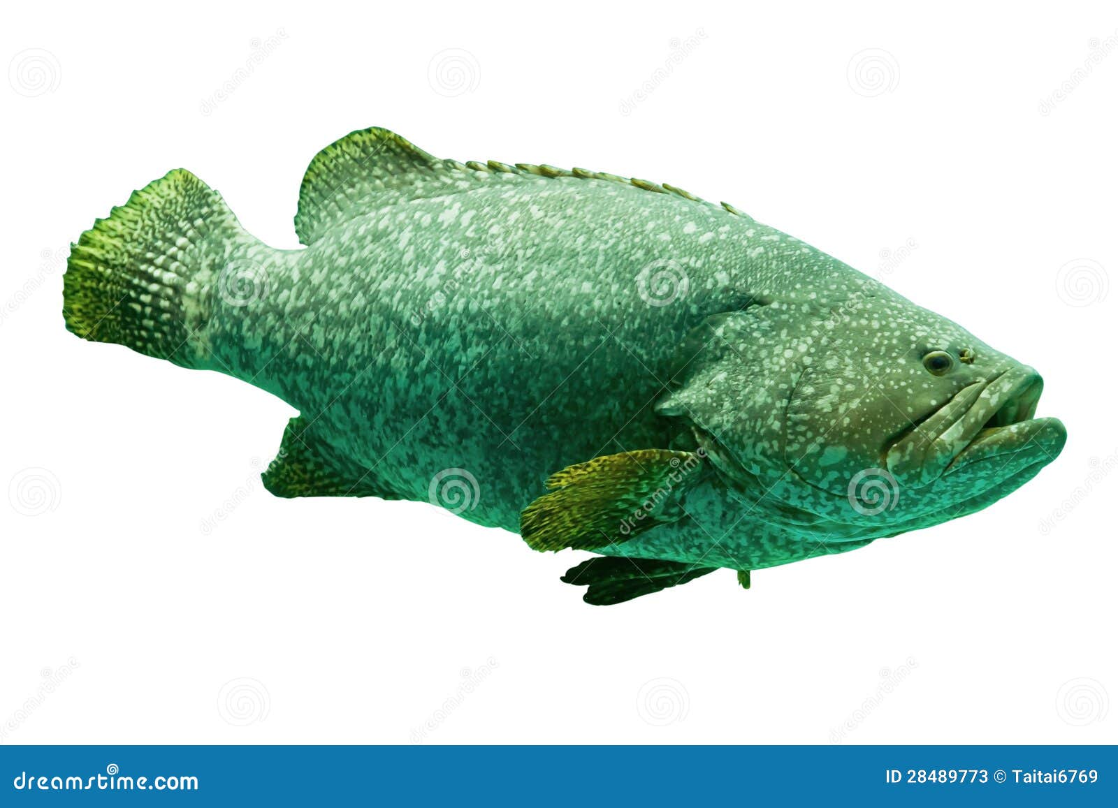 Aquarium Fish Isolate on White Stock Image - Image of garden, life ...