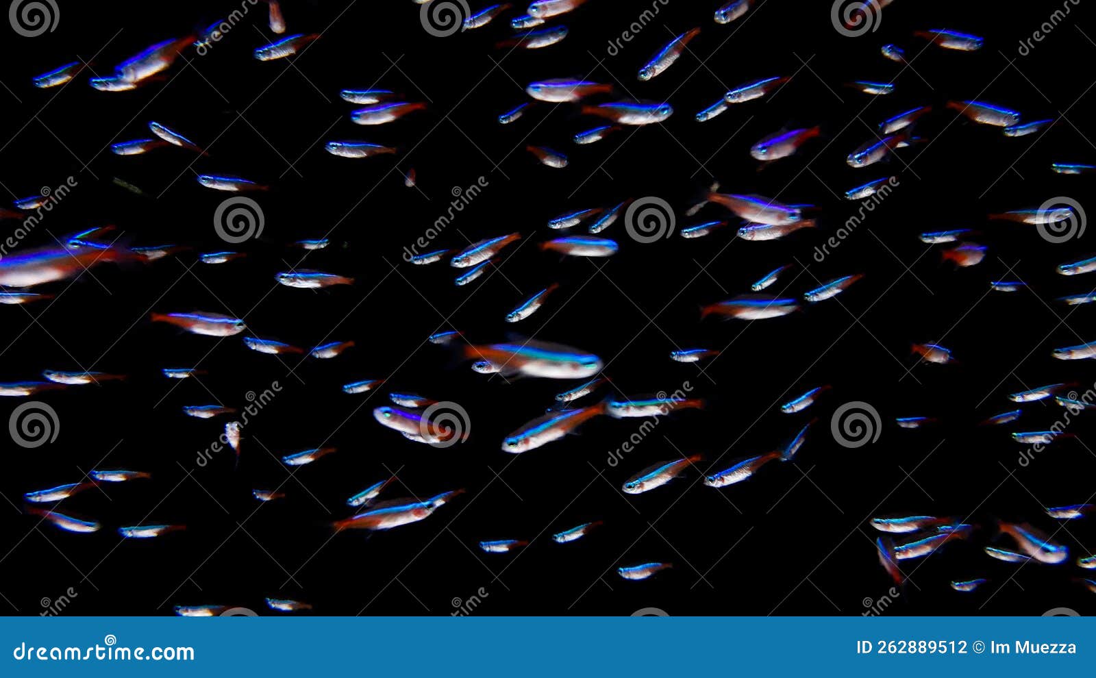 Aquarium Fish on Isolated Black Background Stock Photo - Image of ...