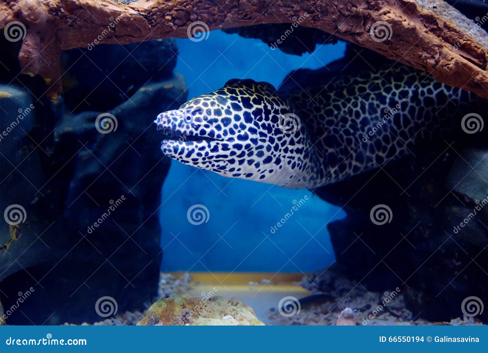 Aquarium Fish, Leopard Moray Eel. Stock Photo - Image of life, long ...