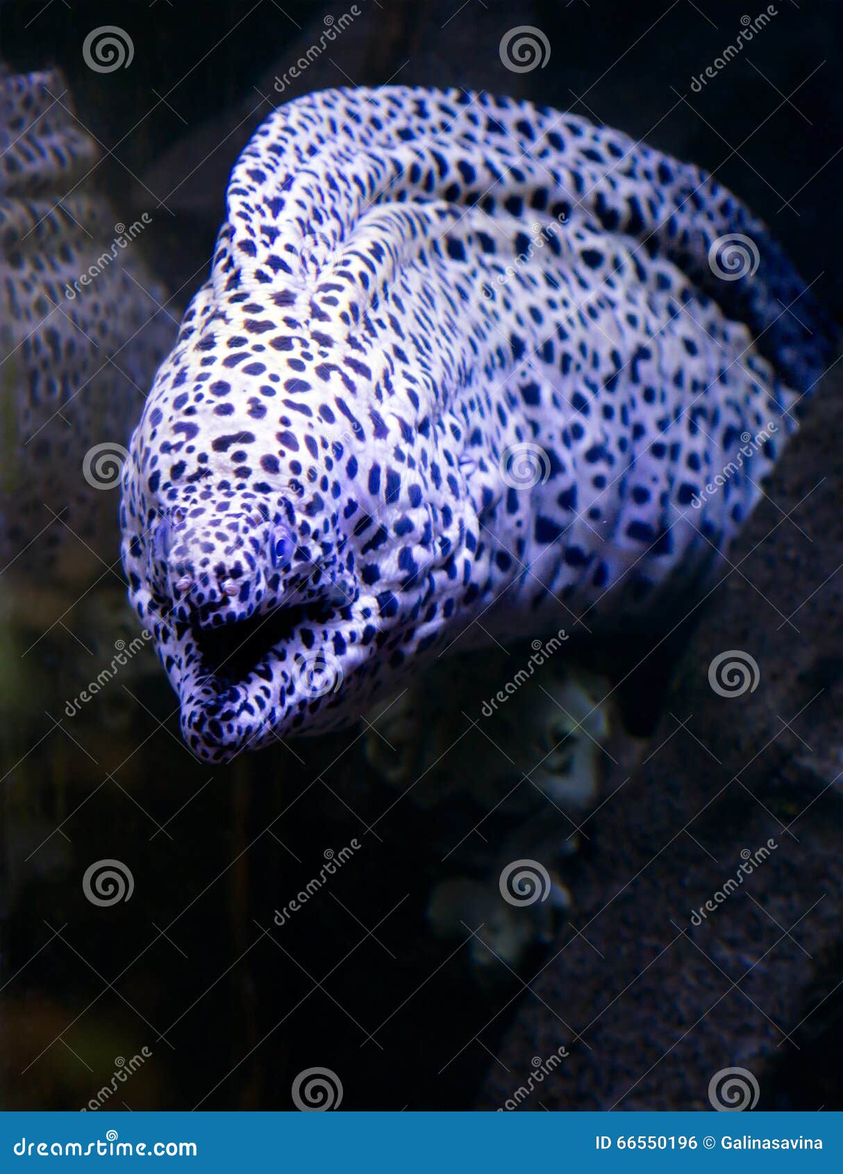 Aquarium Fish, Leopard Moray Eel. Stock Photo - Image of life, ocean ...
