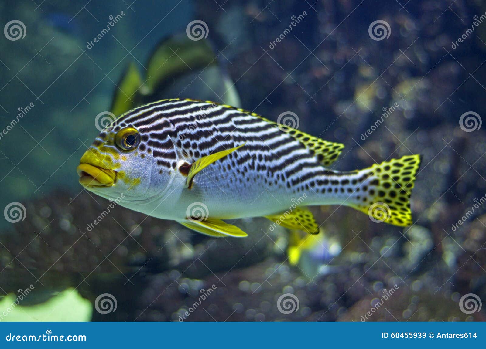 Aquarium fish stock image. Image of biodiversity, natural - 60455939