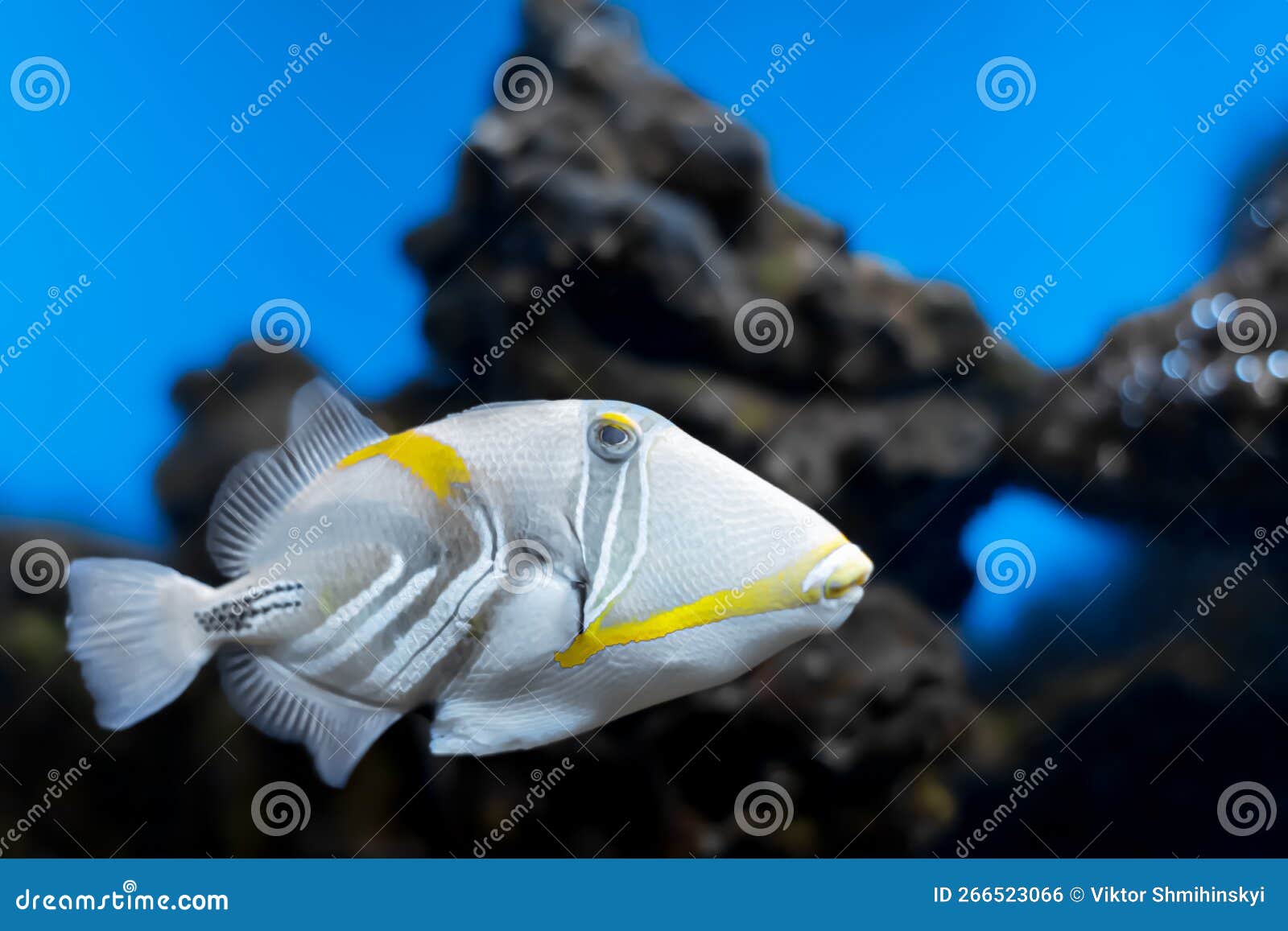 Aquarium Fish Painted Triggerfish Close-up on a Blurred Background ...