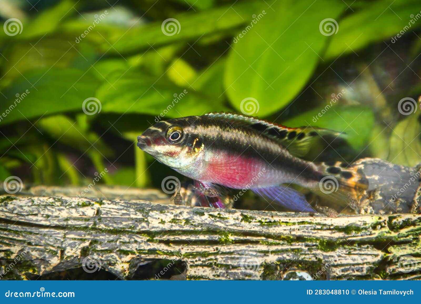 There are Parrot Fish in the Aquarium Stock Photo - Image of piranha ...