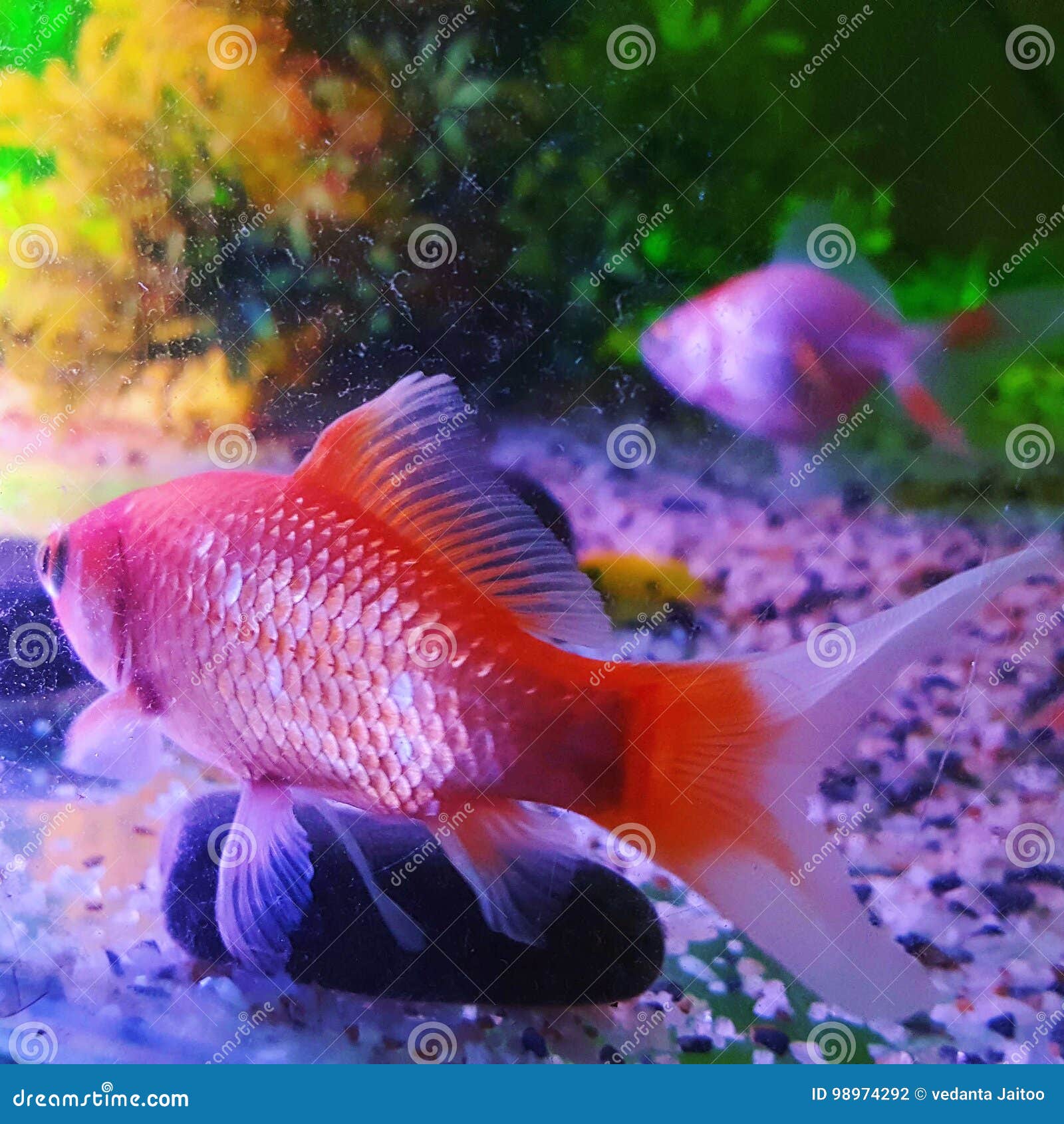 Aquarium fish stock photo. Image of life, orange, aquarium - 98974292