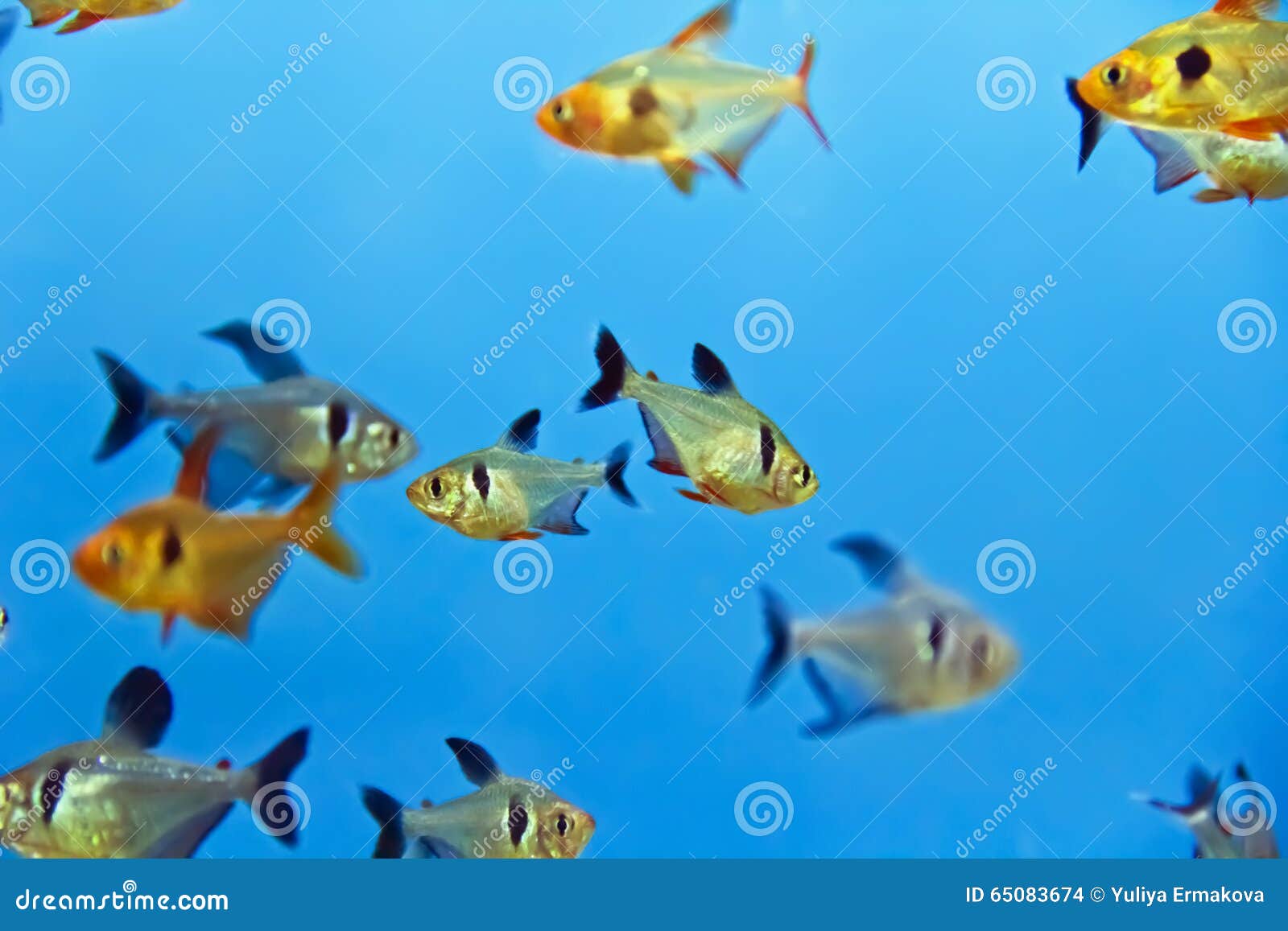 Aquarium fish stock photo. Image of seafood, blue, turquoise - 65083674