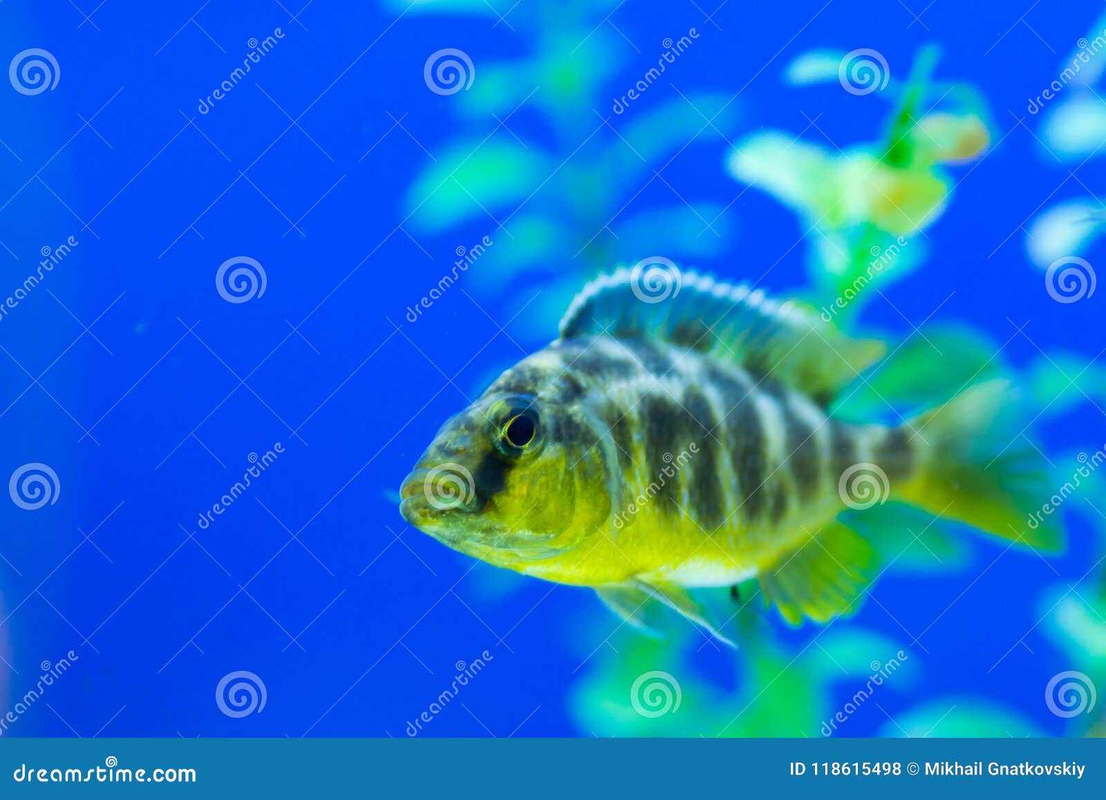 Aquarium Fish Pseudotropheus Zebra Stock Photo - Image of lombardoi ...
