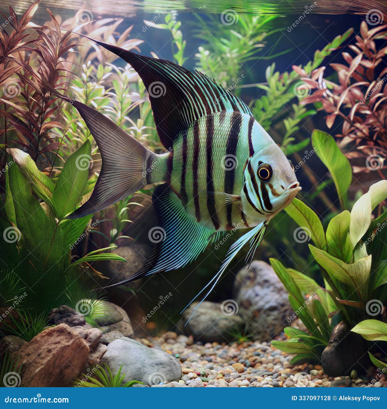 Aquarium Fish Pterophyllum Swims In An Aquarium With Plants And Stones ...