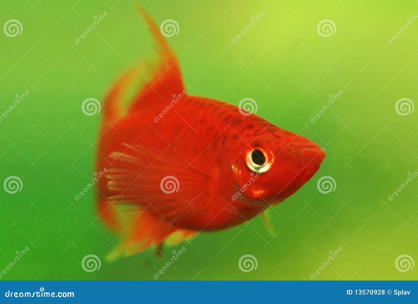 Aquarium fish red stock photo. Image of fisher, barbus - 13570928