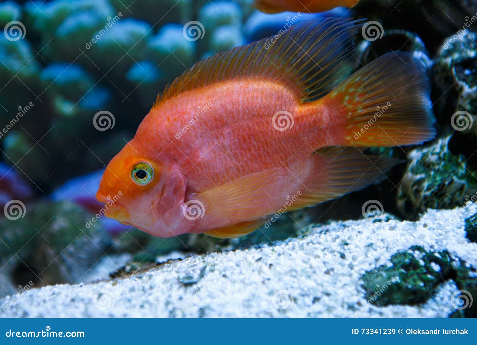 Aquarium Fish Red Parrot in a Profile Stock Image - Image of tropical ...