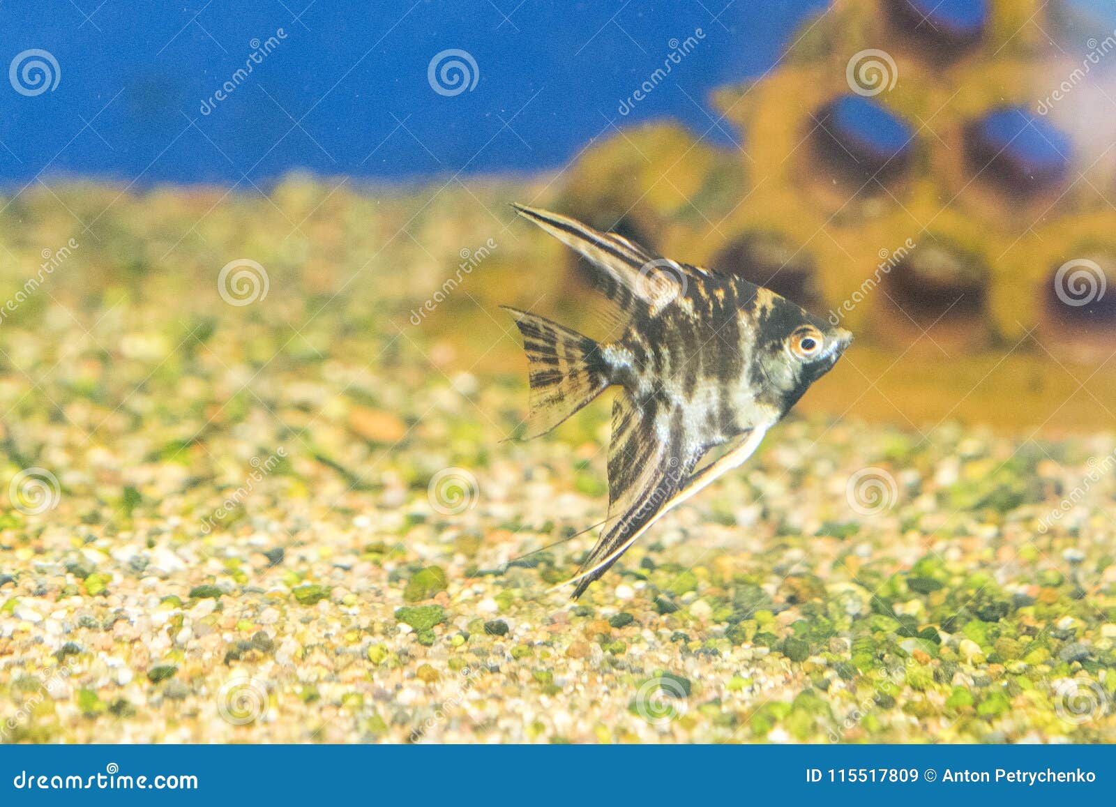 Aquarium Fish of a Scalar in an Aquarium Stock Image - Image of fresh ...