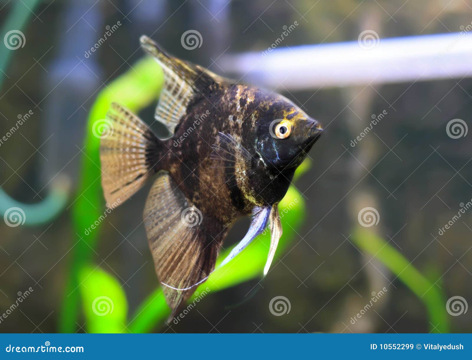 Aquarium Fish- Scalare stock image. Image of lagoon, goldfishes - 10552299