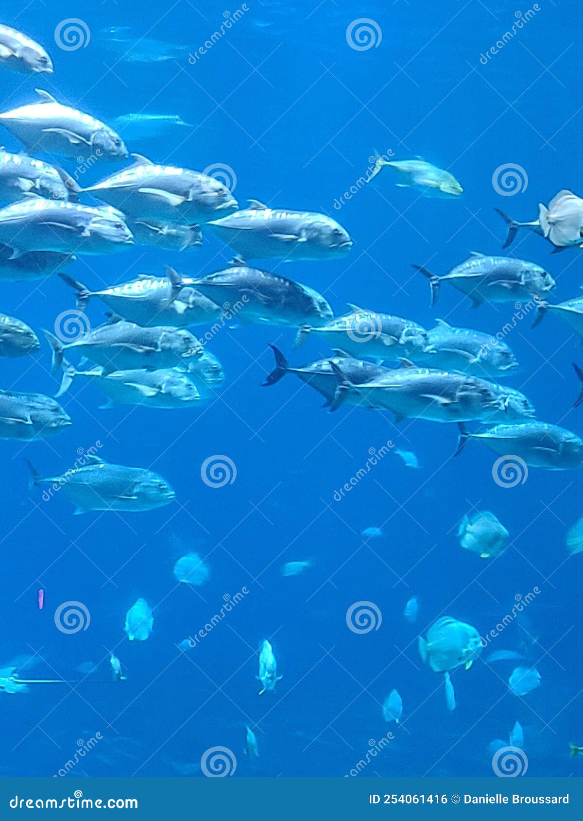 Aquarium fish school stock photo. Image of organism - 254061416